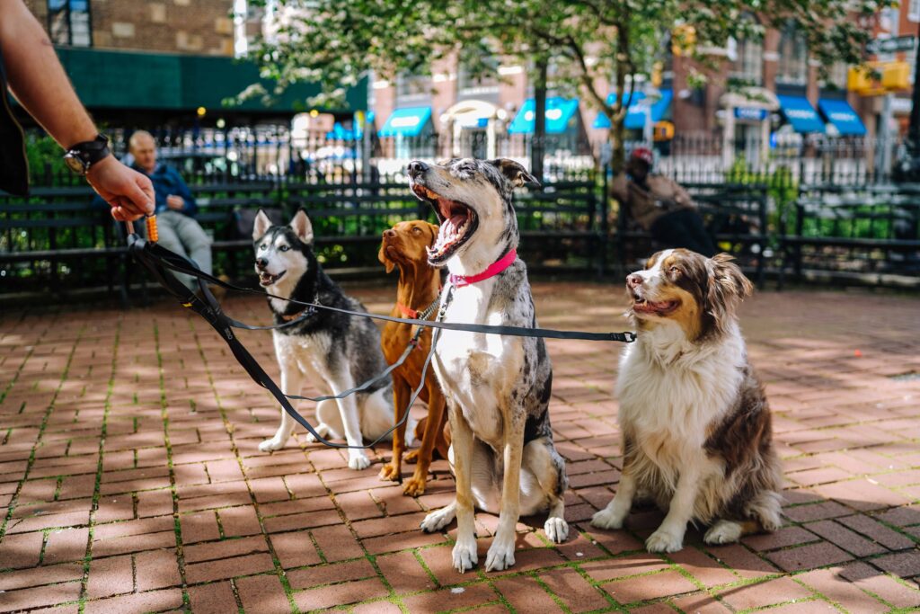 5 Dog Walking Companies In Toronto Blog6ix 5-dog-walking-companies-in-toronto-blog6ix