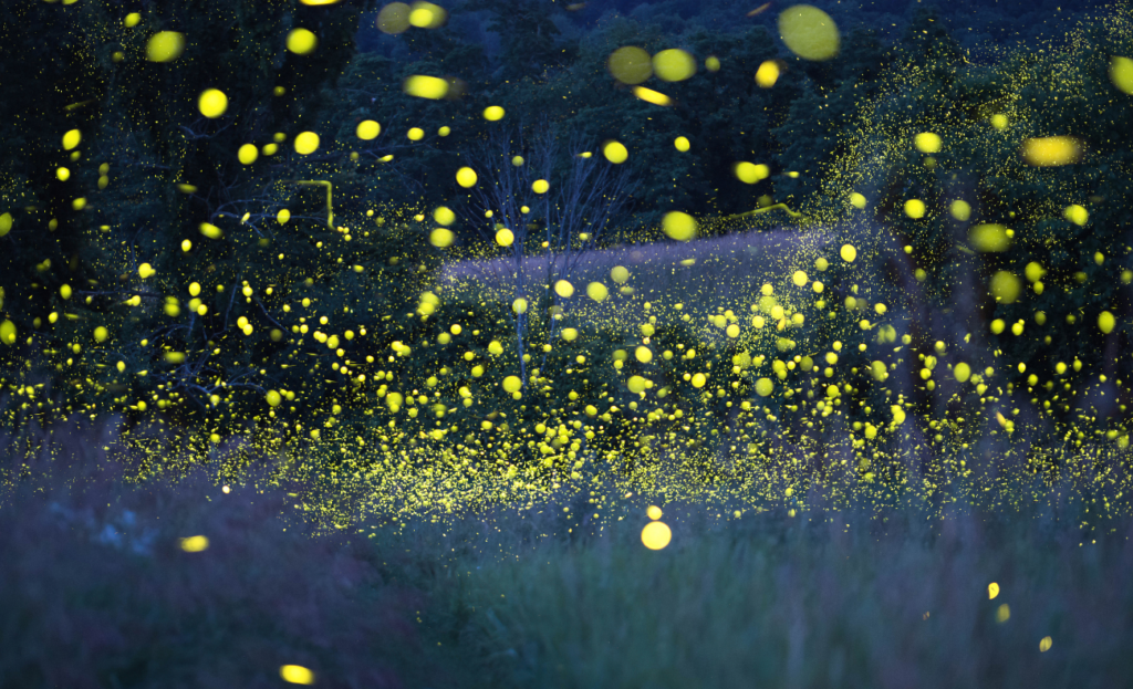 Illuminating Ontario’s Summer Nights: The Enchanting Fireflies of the ...